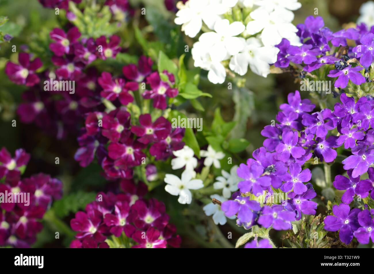 Verbena quartz XP waterfall mix Stock Photo - Alamy