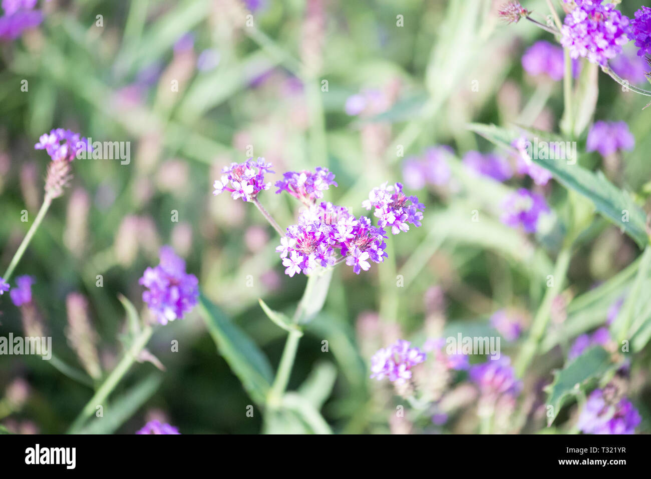 Verbena rigida garden hi-res stock photography and images - Alamy
