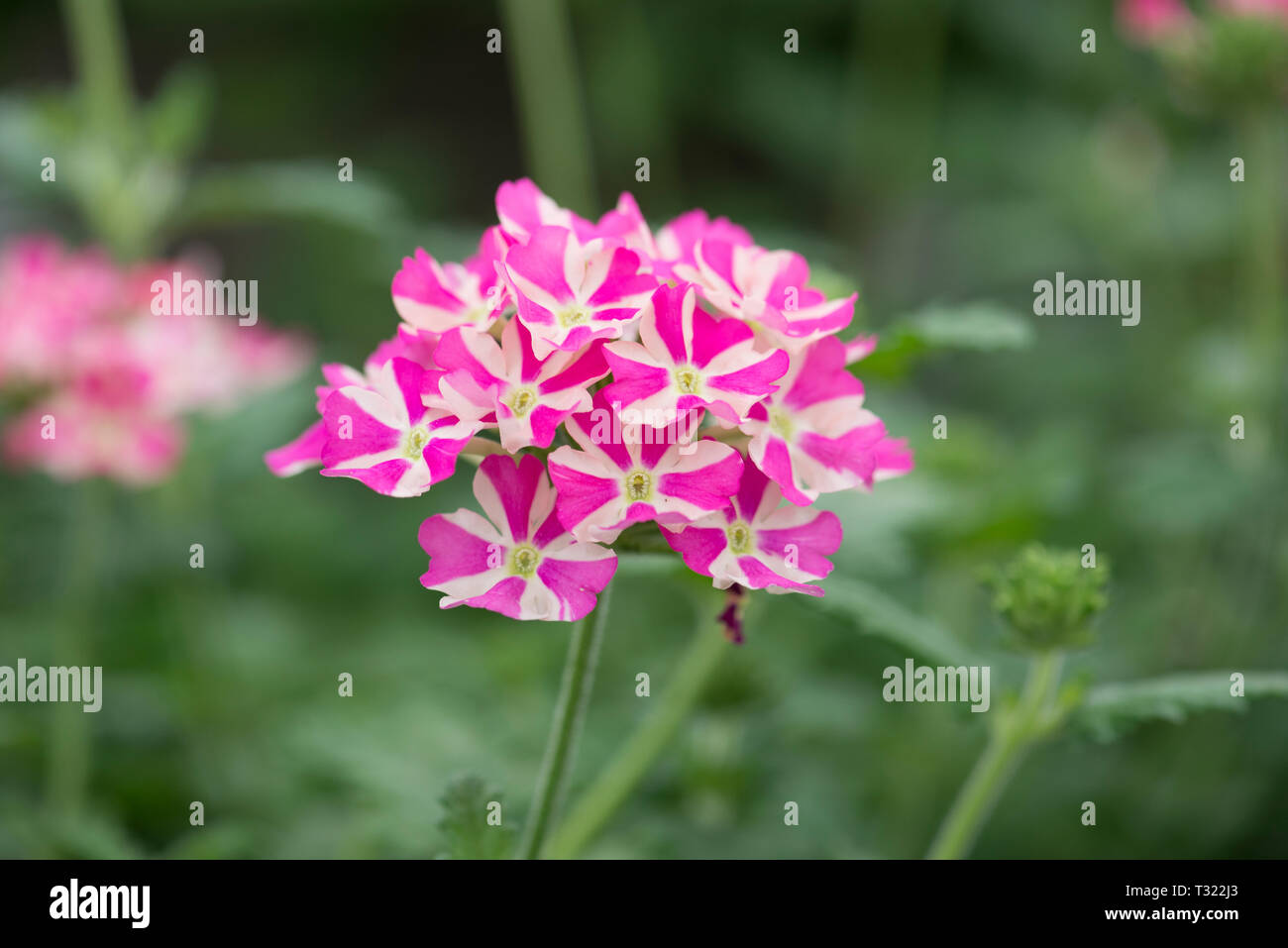 Verbena Voodoo Pink Star Stock Photo - Alamy