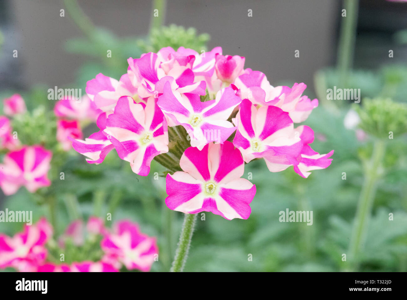 Verbena Voodoo Pink Star Stock Photo - Alamy