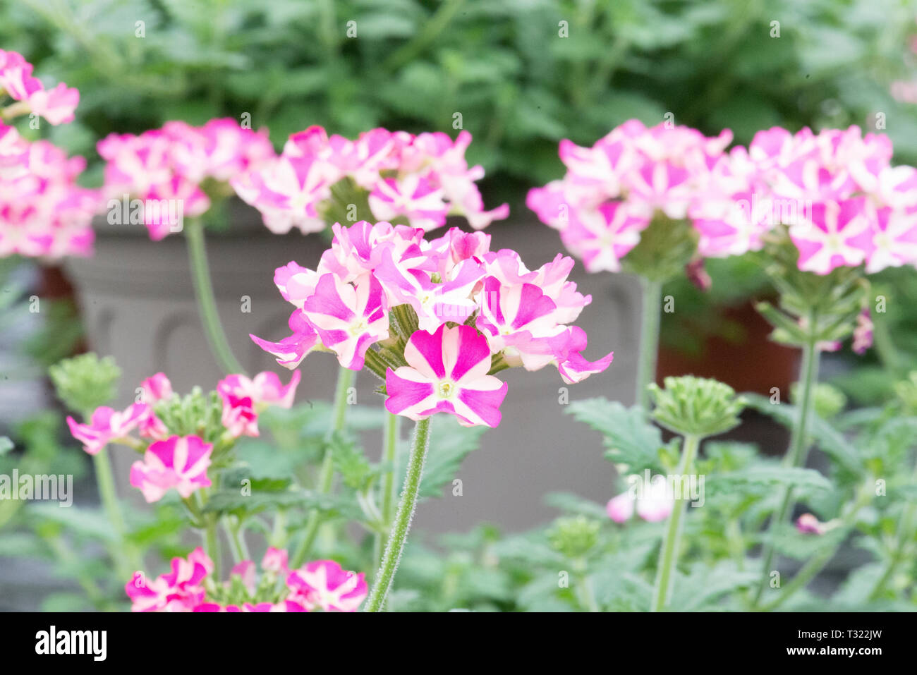 Verbena voodoo star hi-res stock photography and images - Alamy