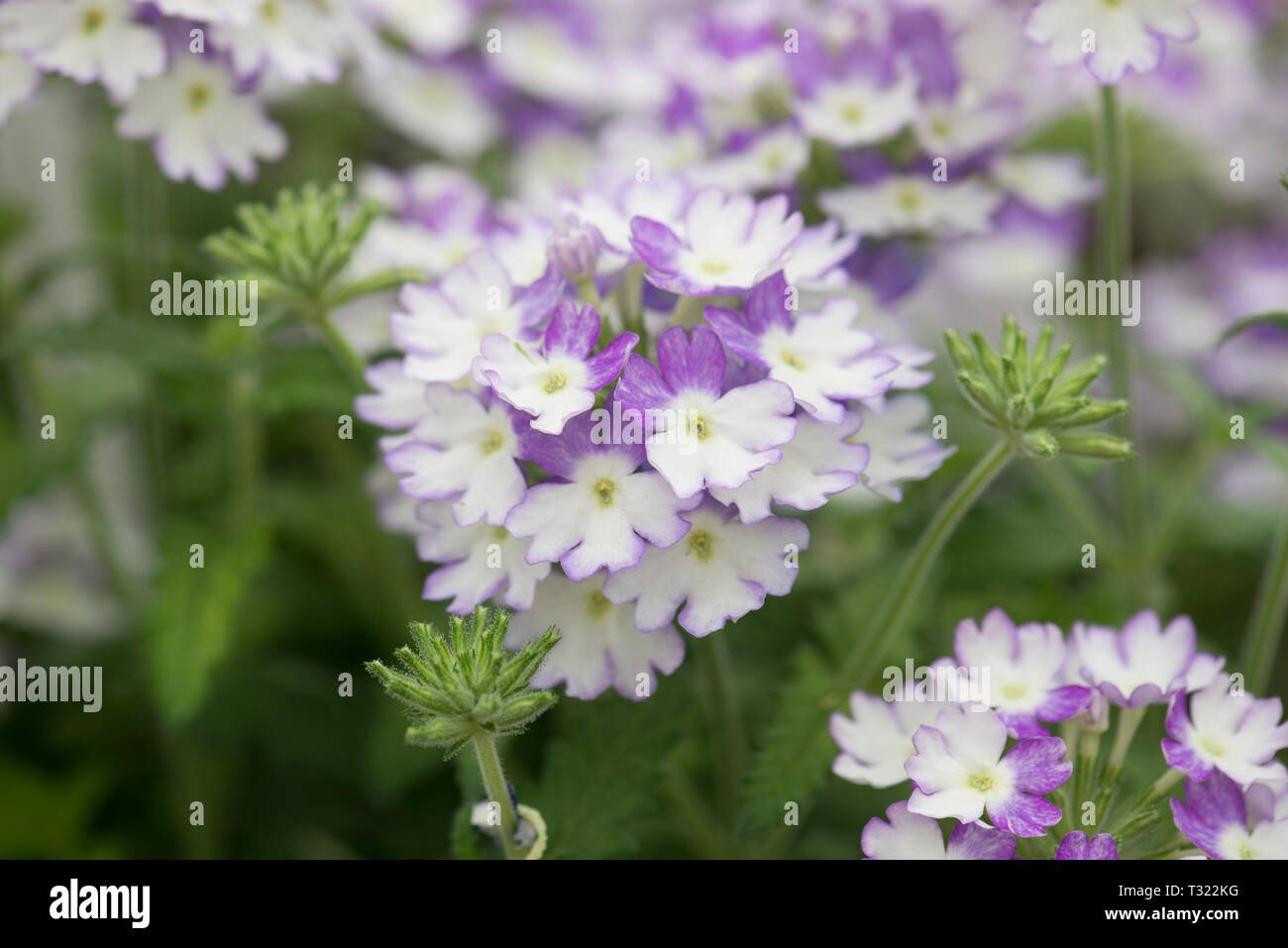 Verbena wicked cool blue Stock Photo - Alamy