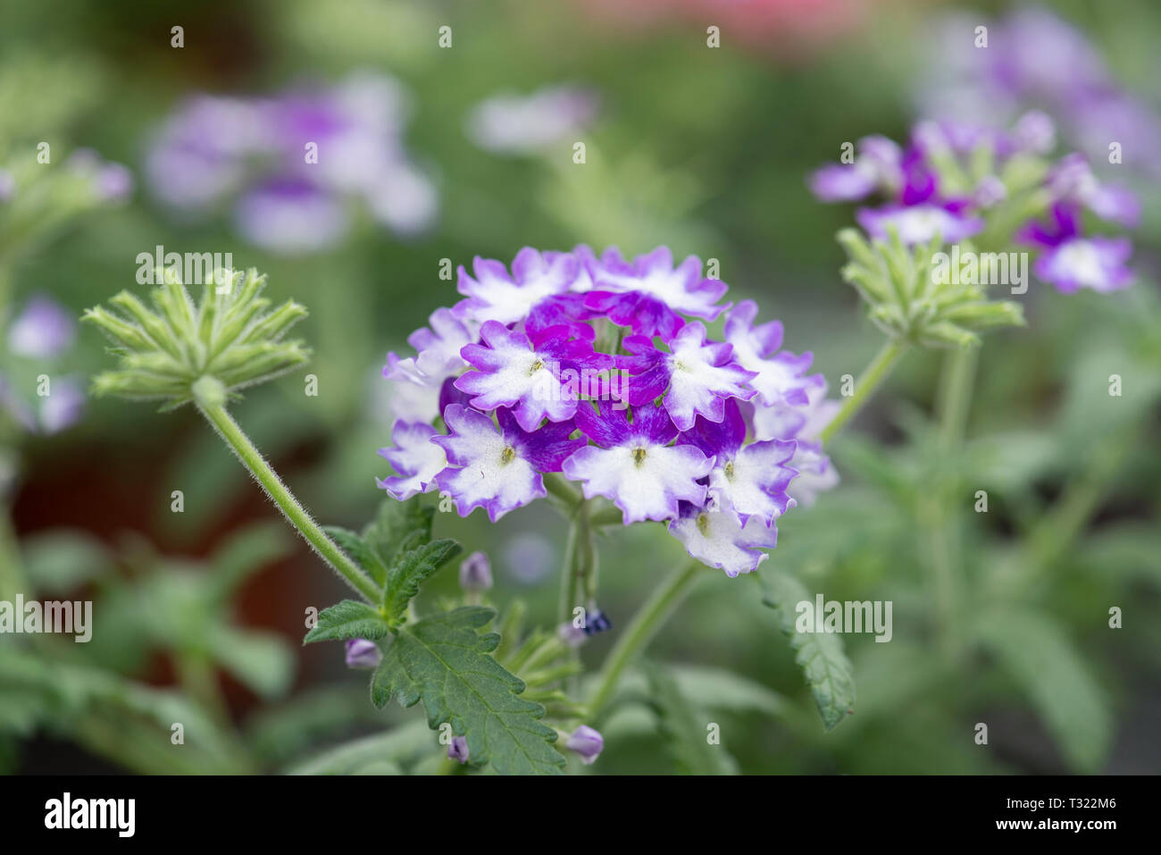 Viburnum Wicked Great Grape Stock Photo - Alamy