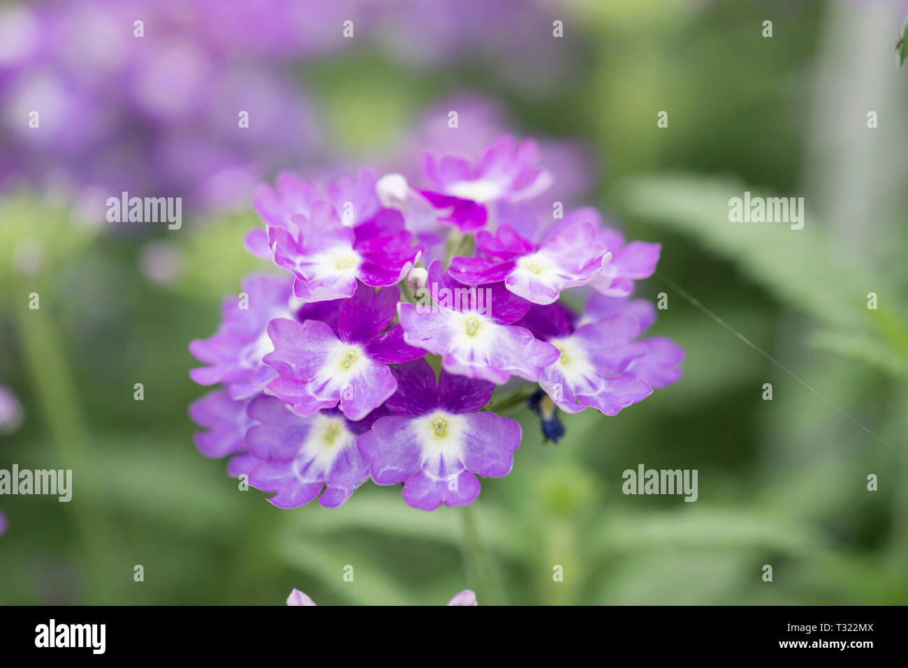 Viburnum wicked great grape hi-res stock photography and images - Alamy