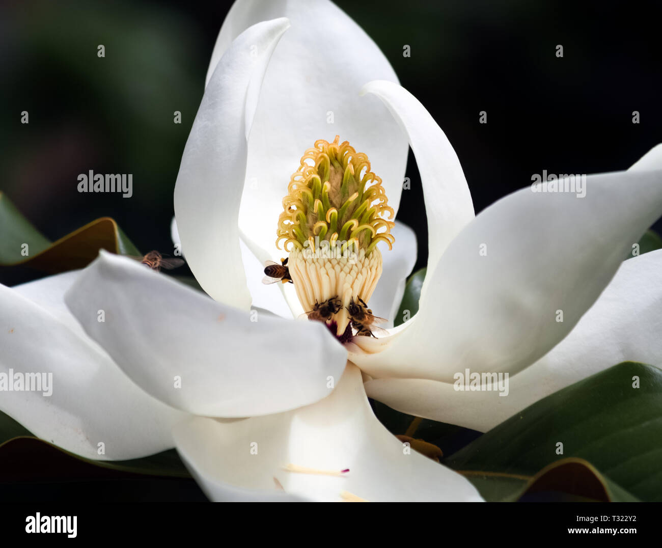 bees pollinating a magnolia flower closeup isolated against a dark ...