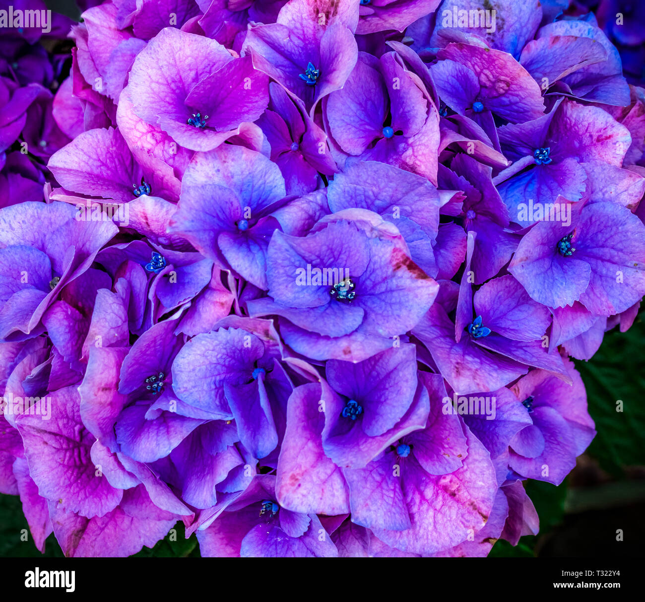 purple hydrangea flowers closeup against a dark background Stock Photo ...