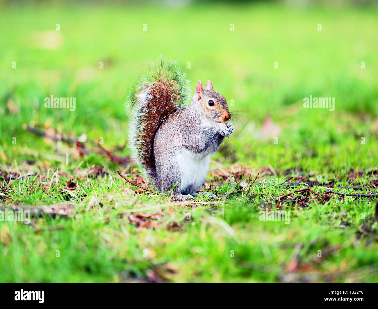 Grey squirrel eating on the grass hi-res stock photography and images ...