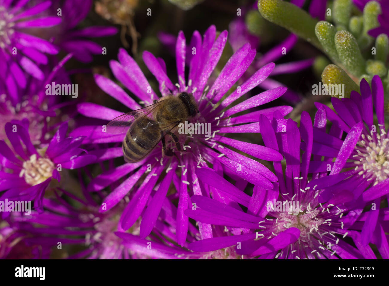 bee pollinating bright violet wild flowers super bloom isolated Stock ...