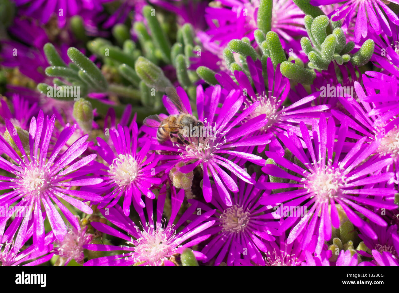 Pollinating wild flowers hi-res stock photography and images - Alamy