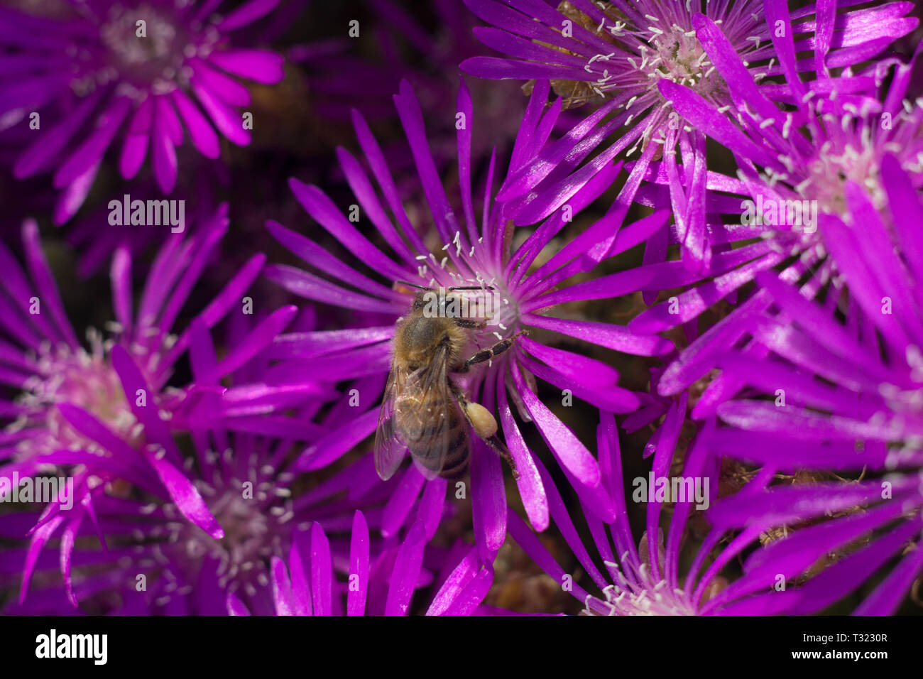 bee pollinating bright violet wild flowers super bloom isolated Stock ...