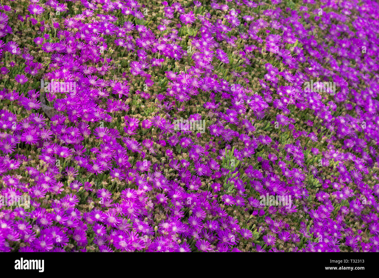 Wildflower super bloom field hi-res stock photography and images - Alamy