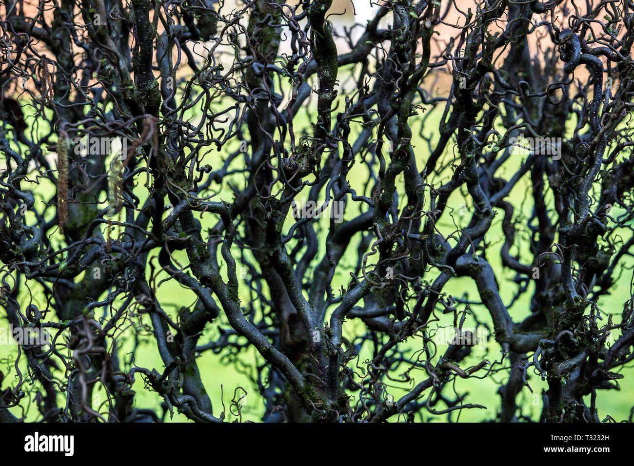 Exotic trees hi-res stock photography and images - Alamy