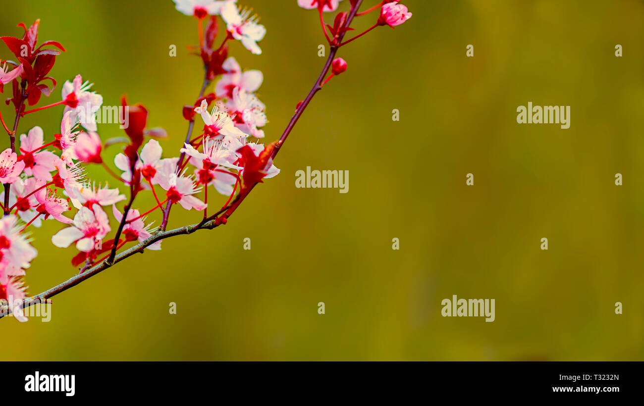 Flowering cherry trees sun hi-res stock photography and images - Alamy