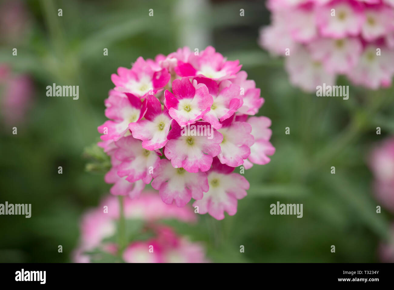 Wicked plant hi-res stock photography and images - Alamy