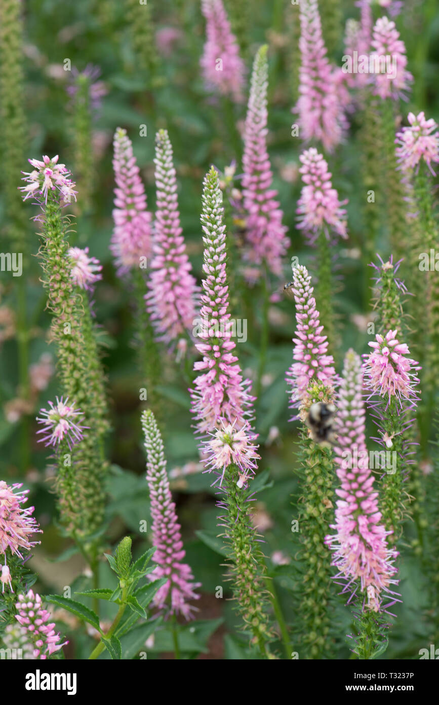 Veronica Baby Doll Stock Photo - Alamy
