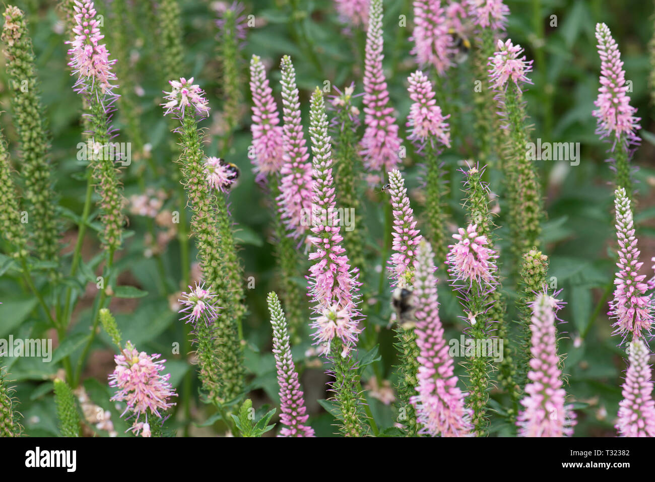 Veronica Baby Doll Stock Photo - Alamy