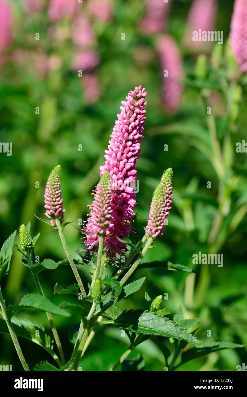 Veronica first love hi-res stock photography and images - Alamy