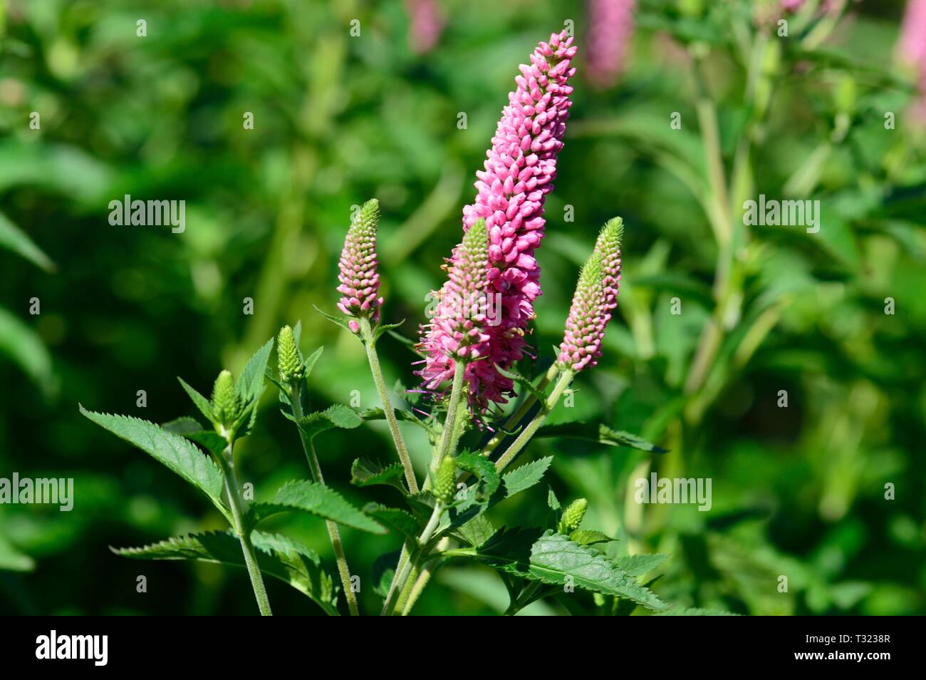 Veronica First Love with a bee Stock Photo - Alamy