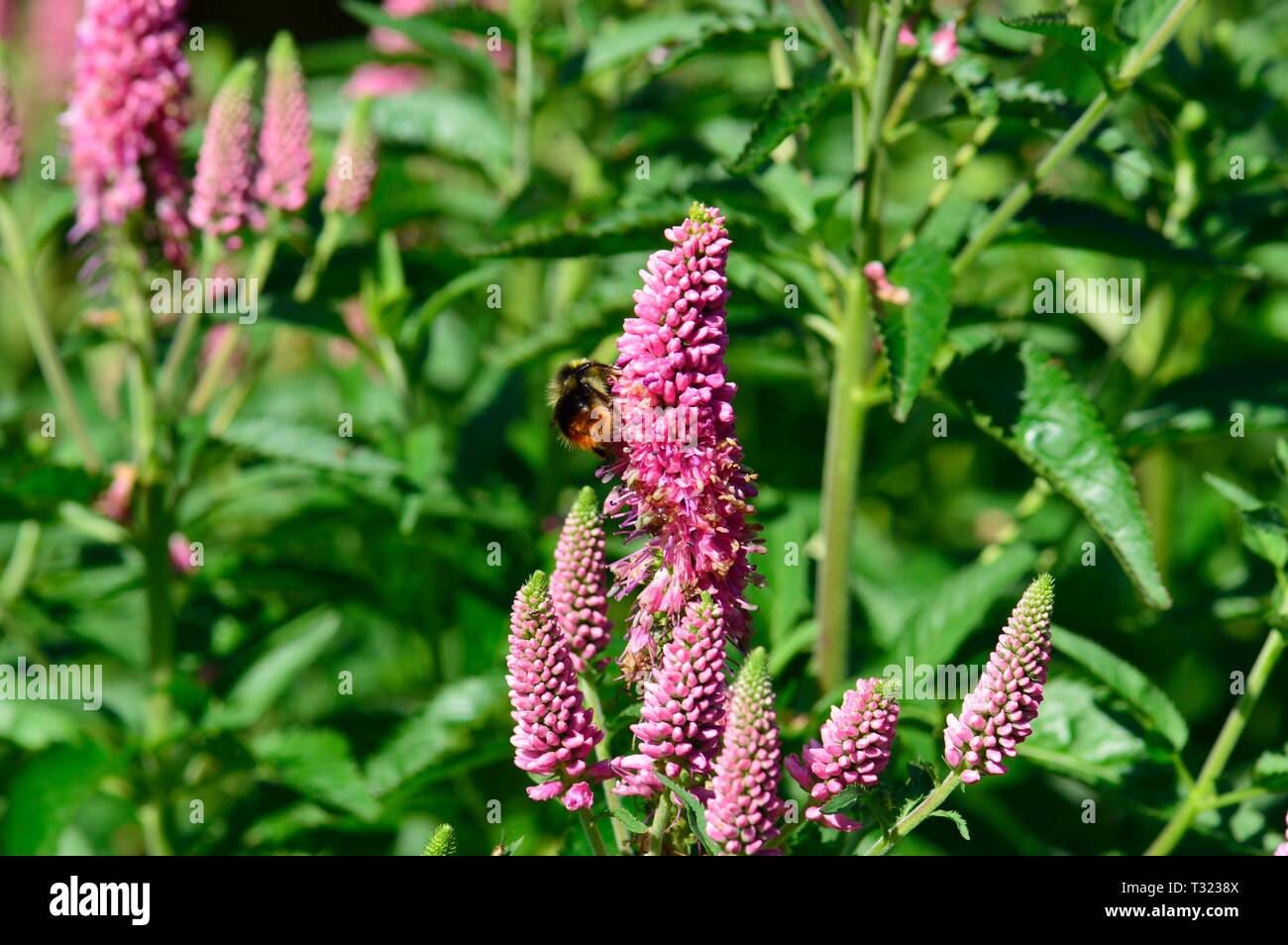 Veronica first love hi-res stock photography and images - Alamy