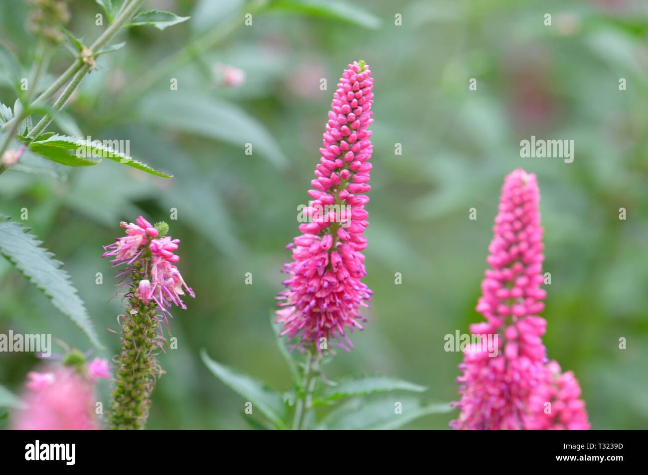 Veronica first love hi-res stock photography and images - Alamy