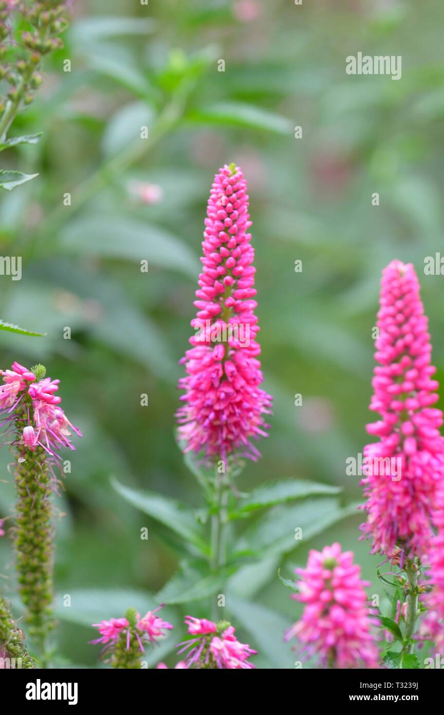 Veronica First Love with a bee Stock Photo - Alamy