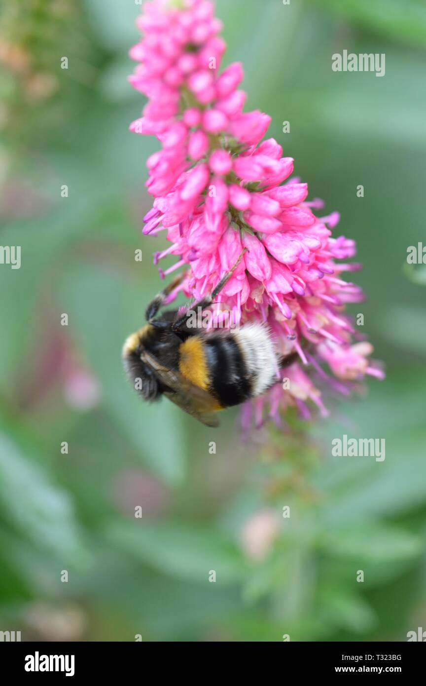 Veronica first love hi-res stock photography and images - Alamy