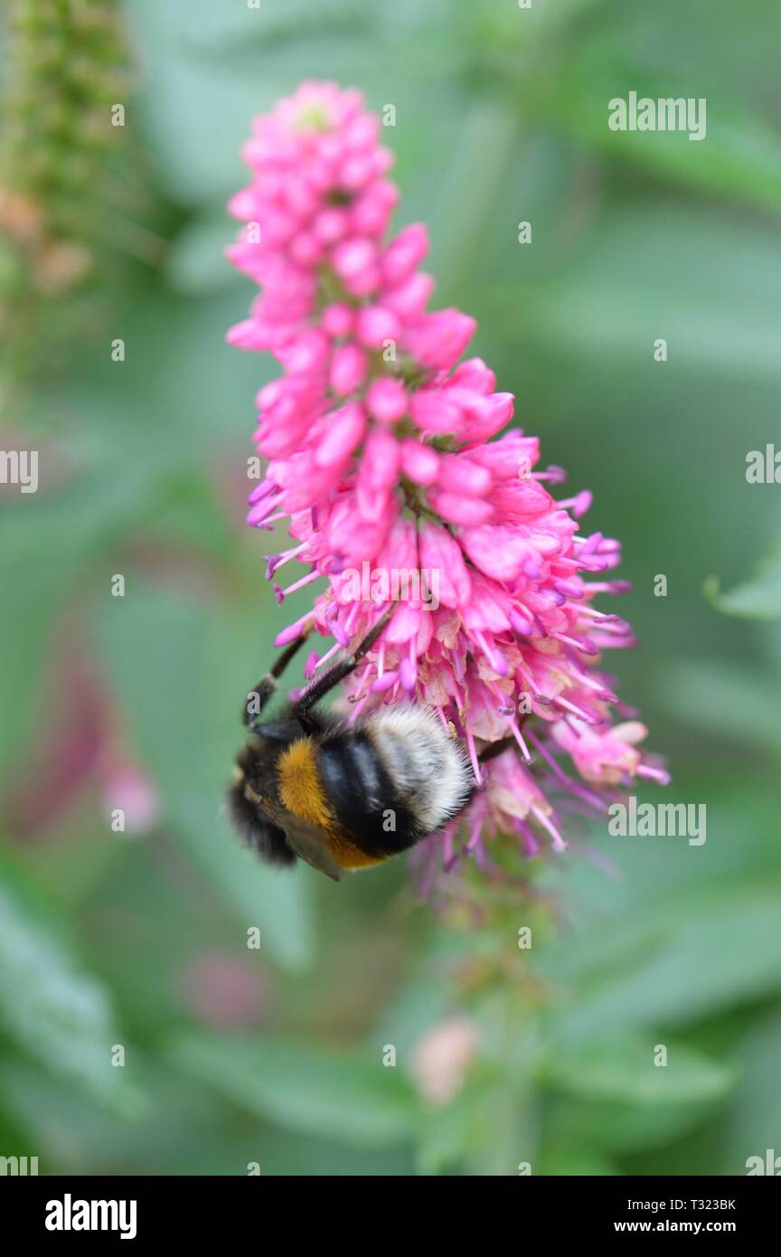 Veronica first love hi-res stock photography and images - Alamy