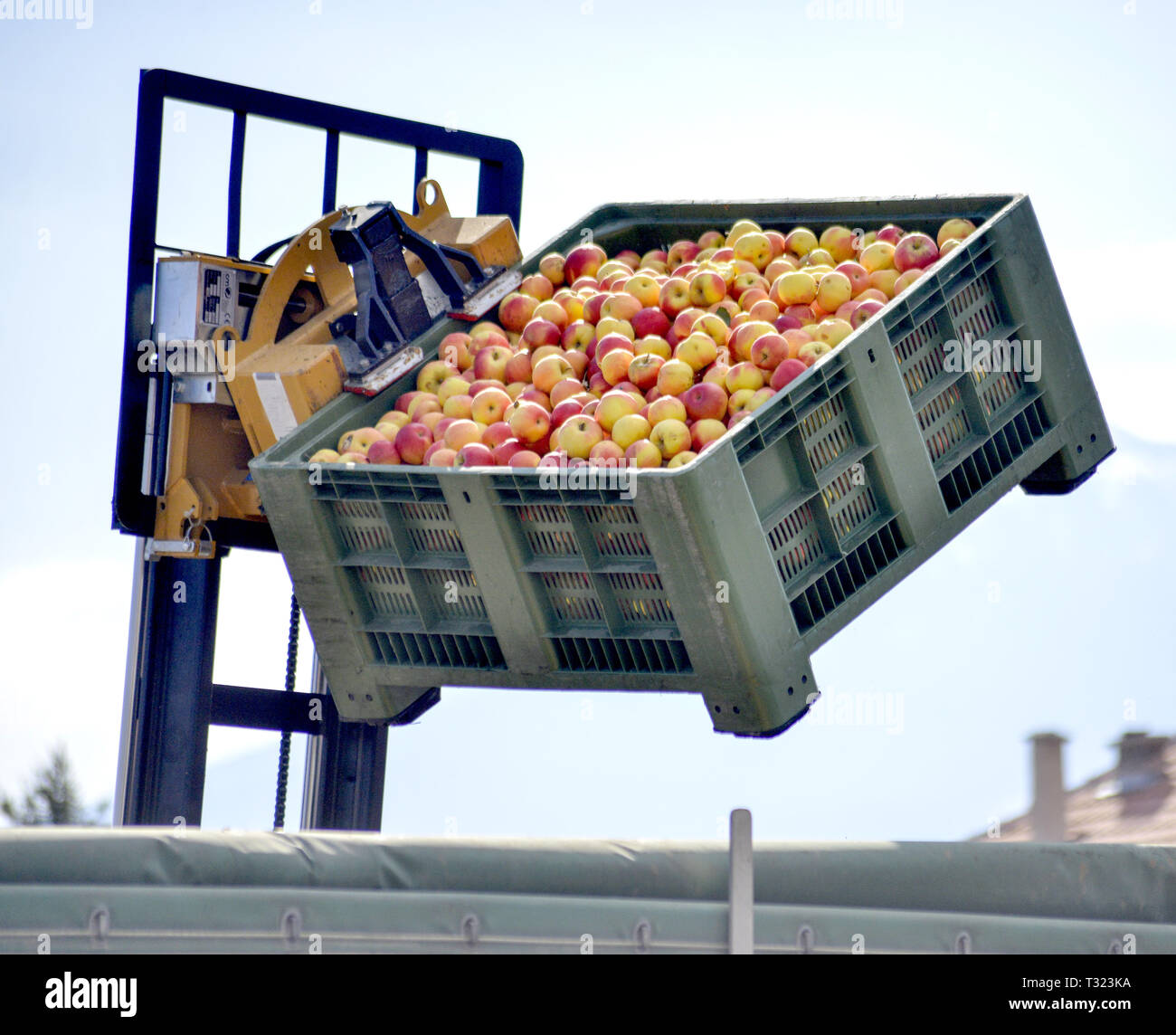 forklift pouring industrial apples in big plasti crate into truck ...
