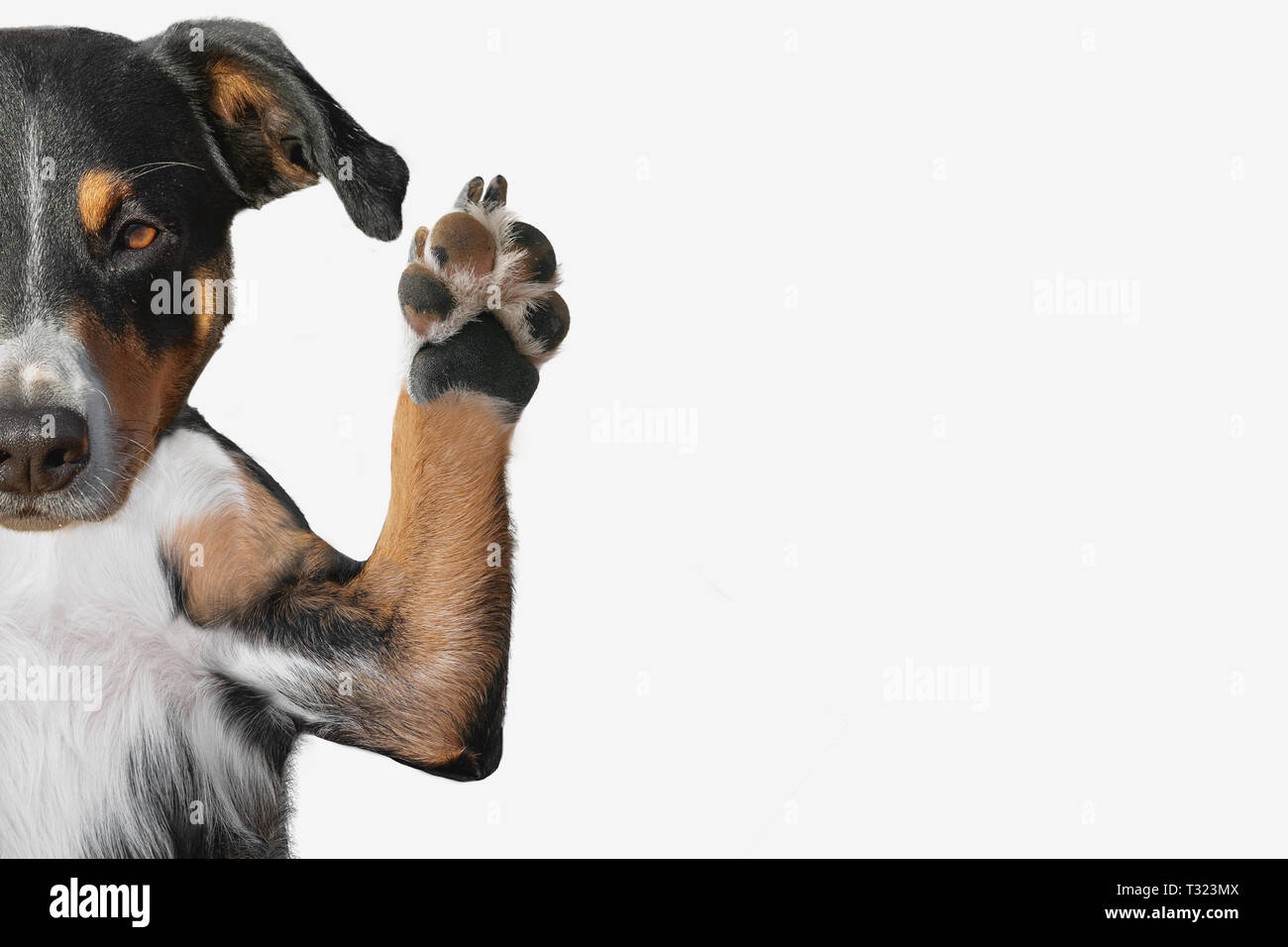 Closeup of a dog's paw raising up with room for text Stock Photo - Alamy