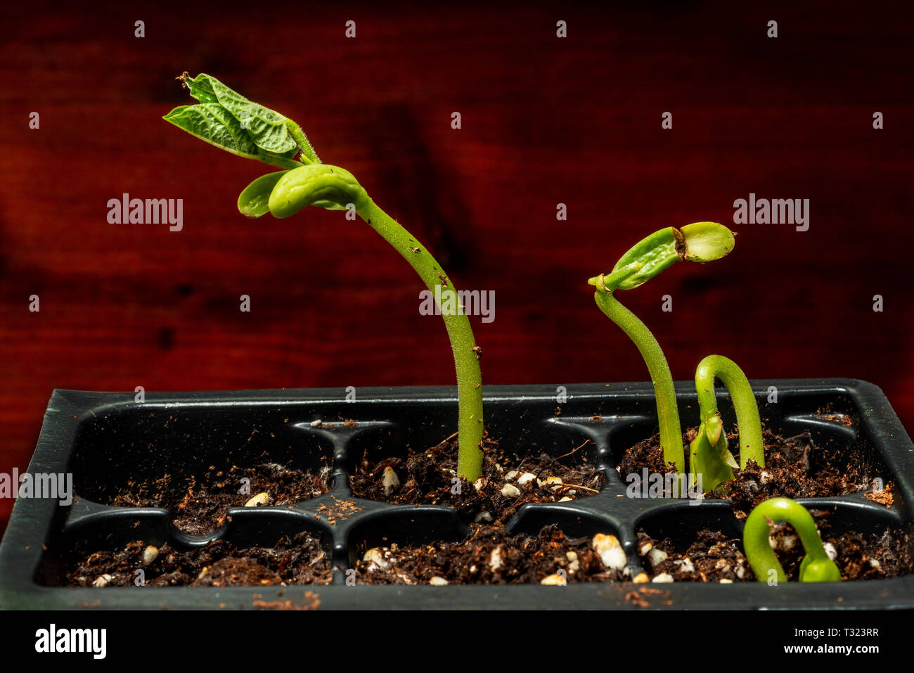 Sprouting bean plant hi-res stock photography and images - Alamy