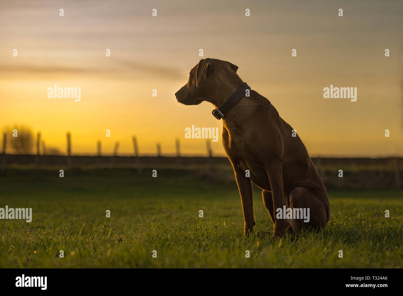 beautiful Rhodesian Ridheback hound is sitting in sunset and is looking ...