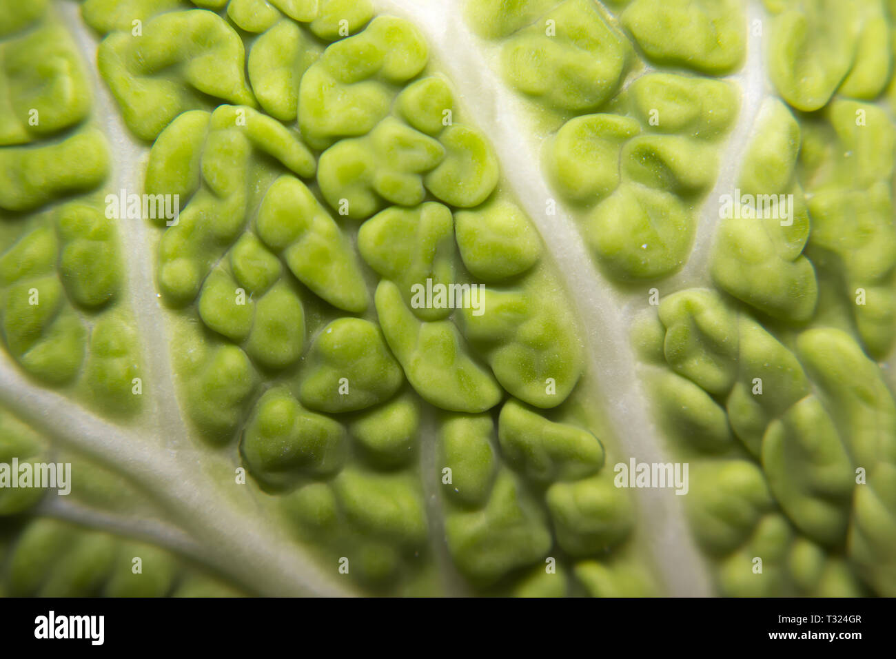 A macro view showing the inside of the leaf of a simple Savoy Cabbage ...