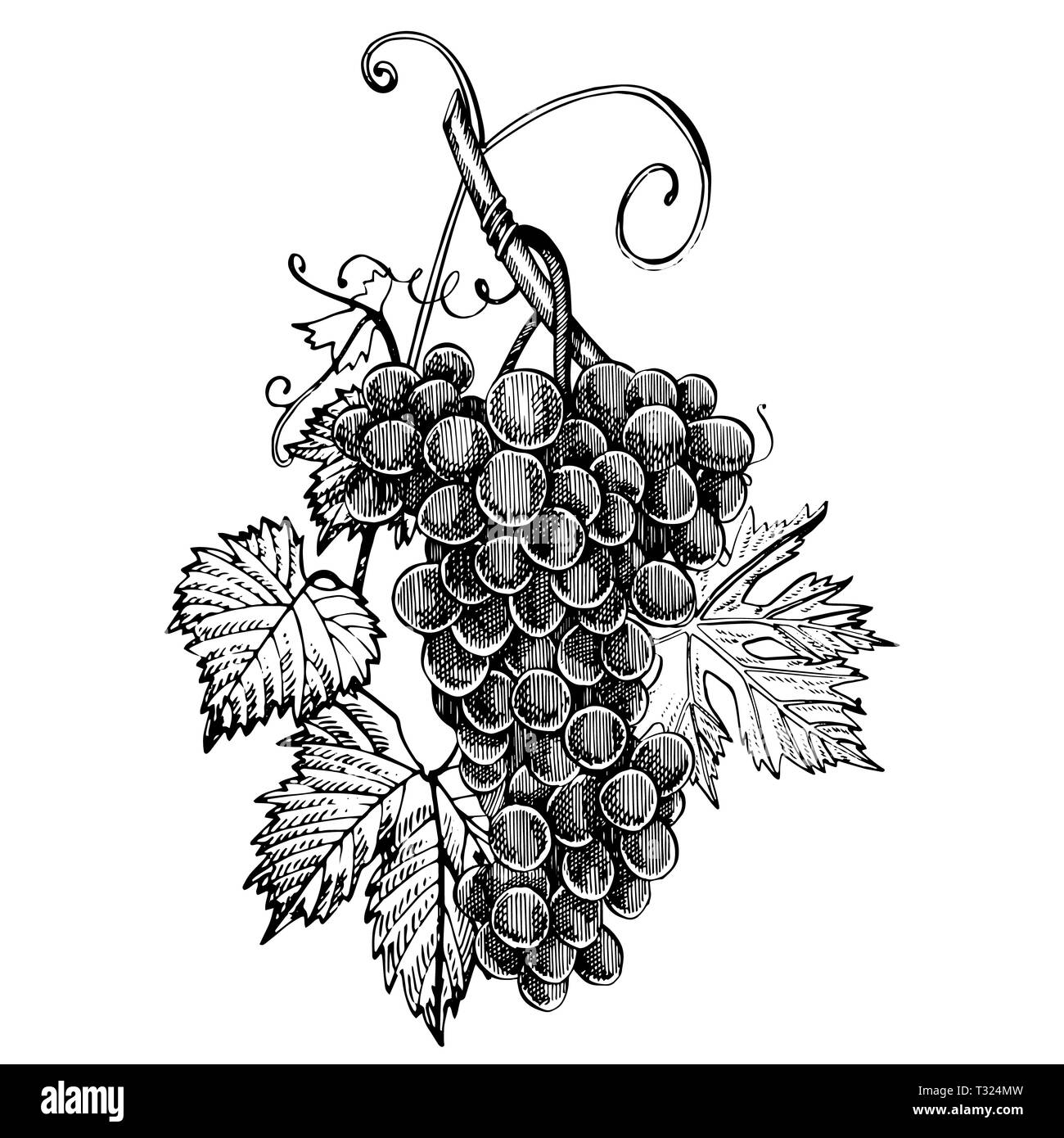 Set of grapes monochrome sketch. Hand drawn grape bunches. Hand drawn ...