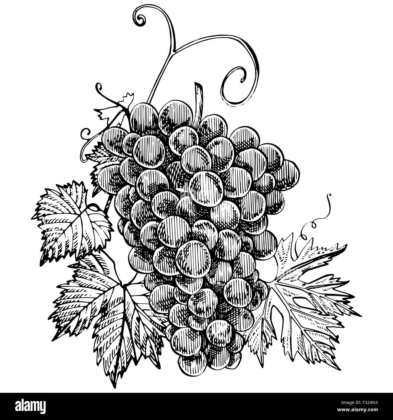 Set of grapes monochrome sketch. Hand drawn grape bunches. Hand drawn ...