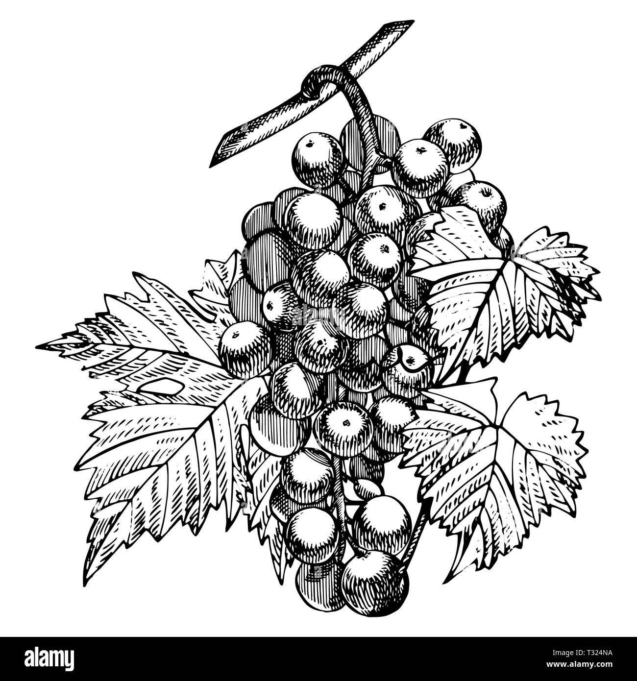 Set of grapes monochrome sketch. Hand drawn grape bunches. Hand drawn ...