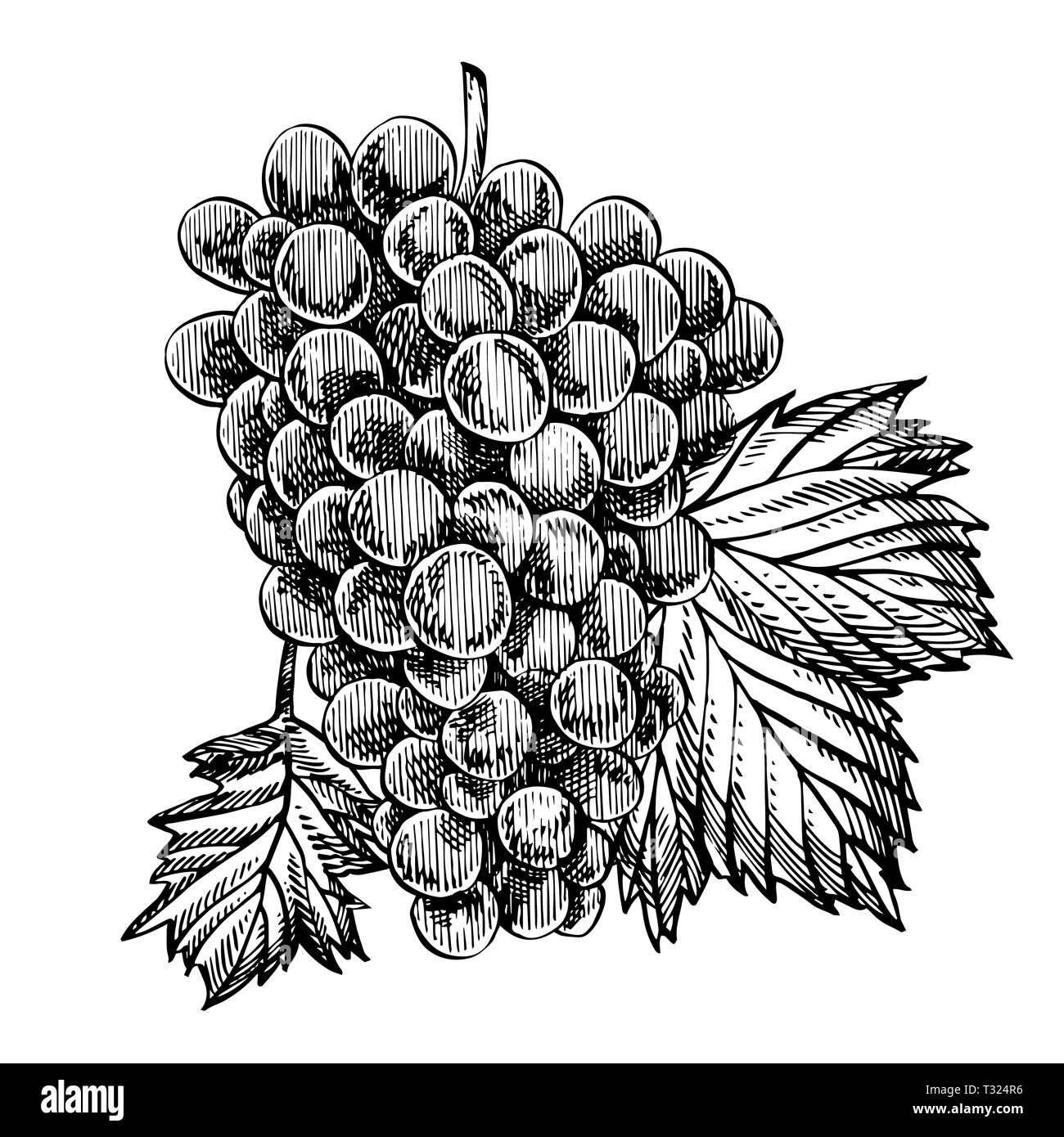 Set of grapes monochrome sketch. Hand drawn grape bunches. Hand drawn ...
