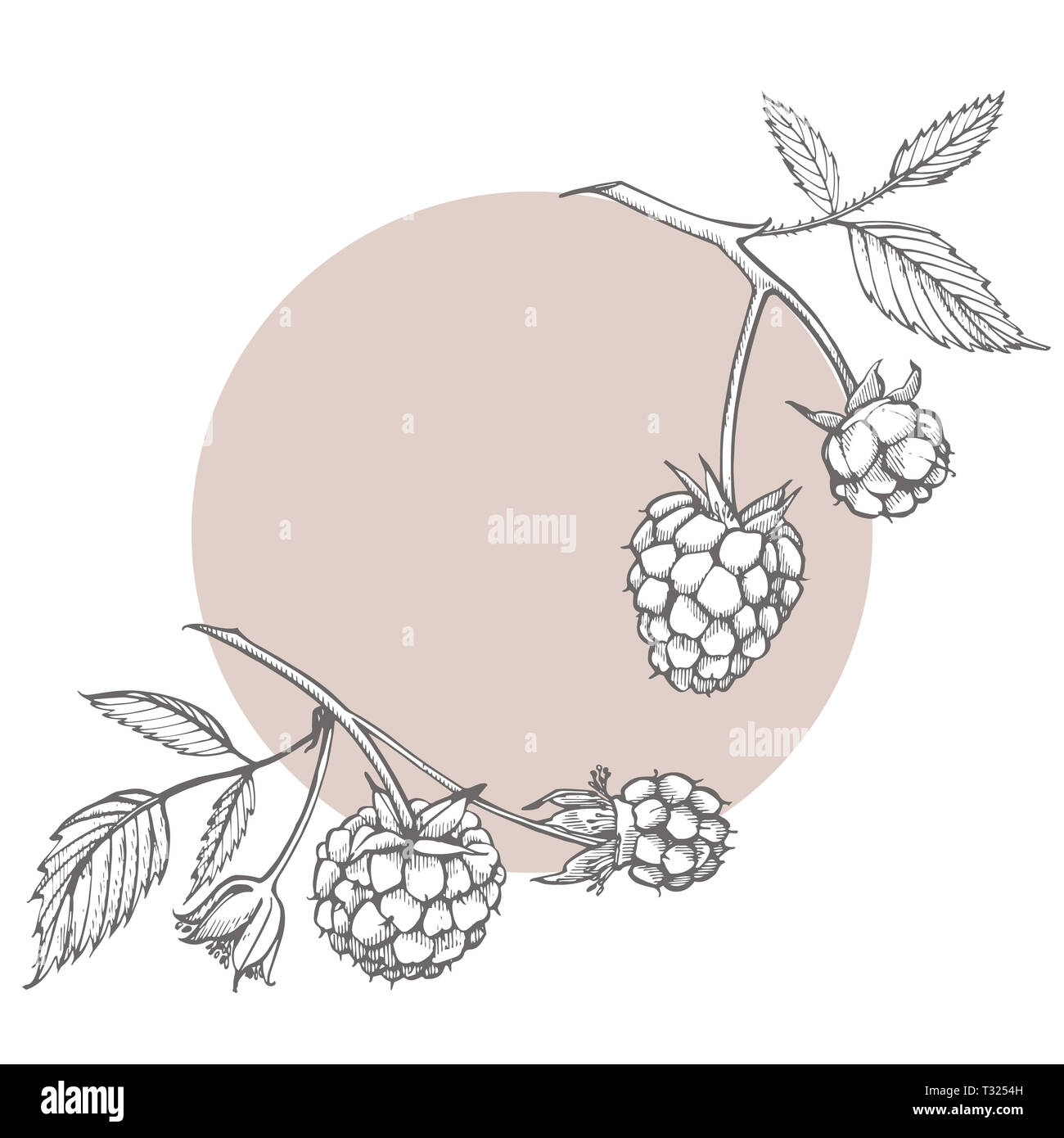 Hand drawn raspberry set isolated on white background. Retro sketch ...