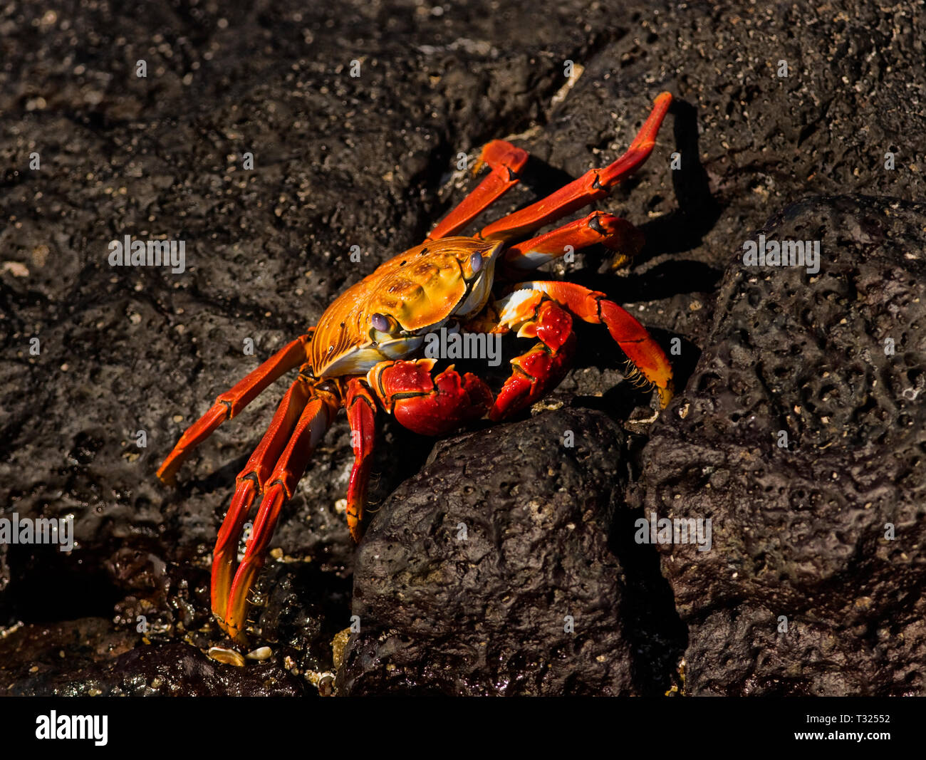 Galapagos snail hi-res stock photography and images - Alamy