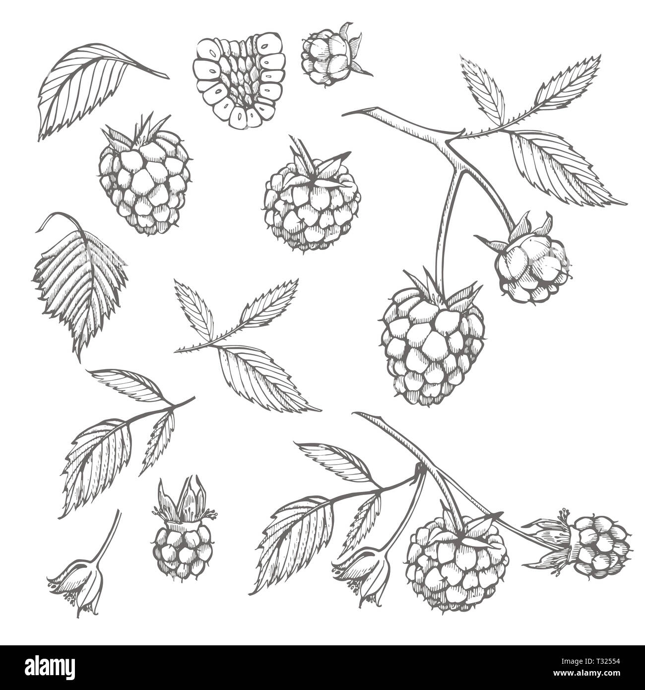 Hand drawn raspberry set isolated on white background. Retro sketch ...