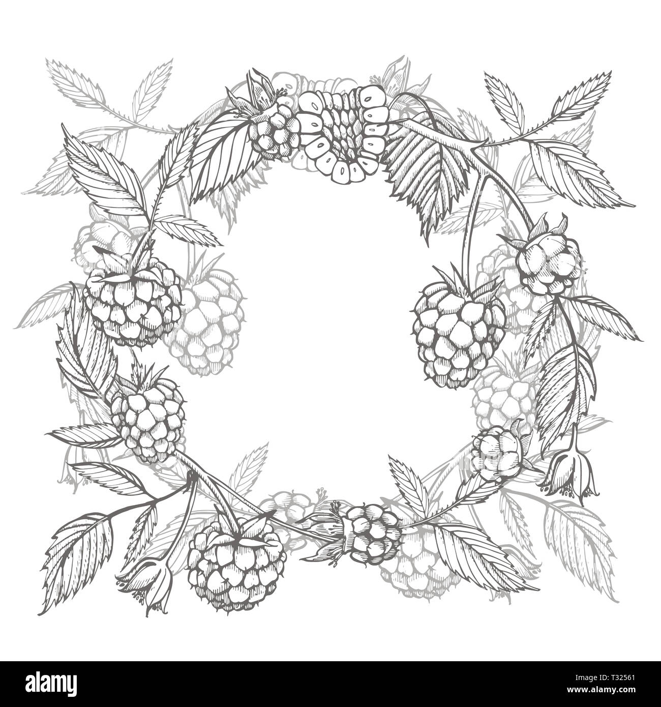 Hand drawn raspberry set isolated on white background. Retro sketch ...