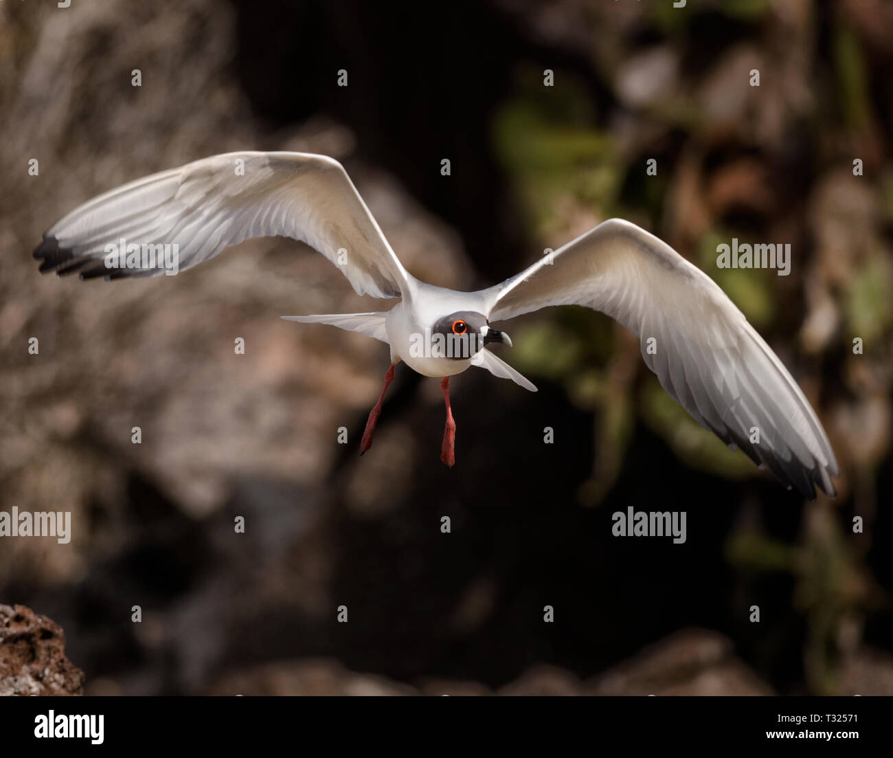 Gull seagull bird rare galapagos hi-res stock photography and images ...