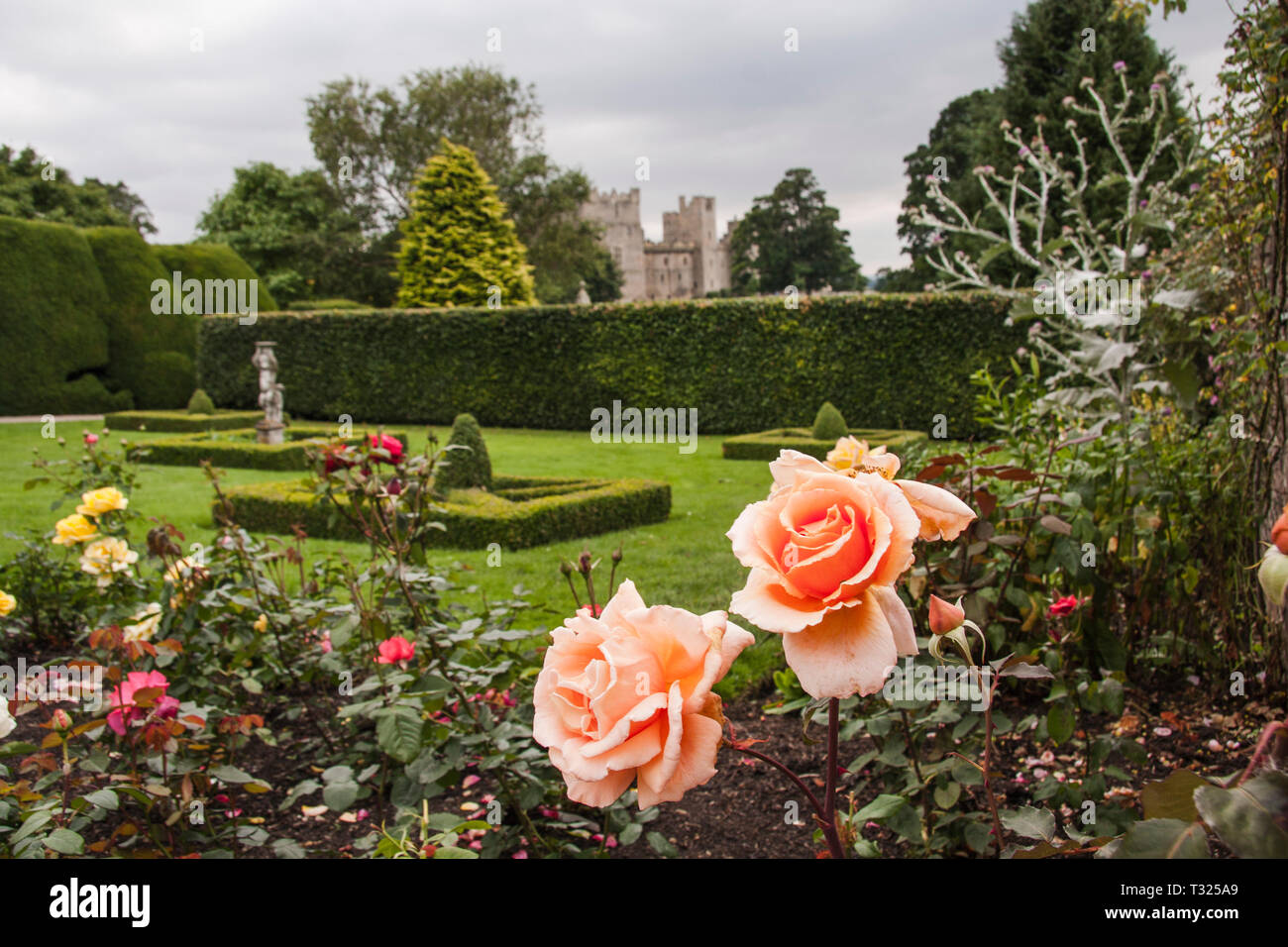 The Rose Gardens at Raby Castle,Staindrop,England,UK Stock Photo - Alamy