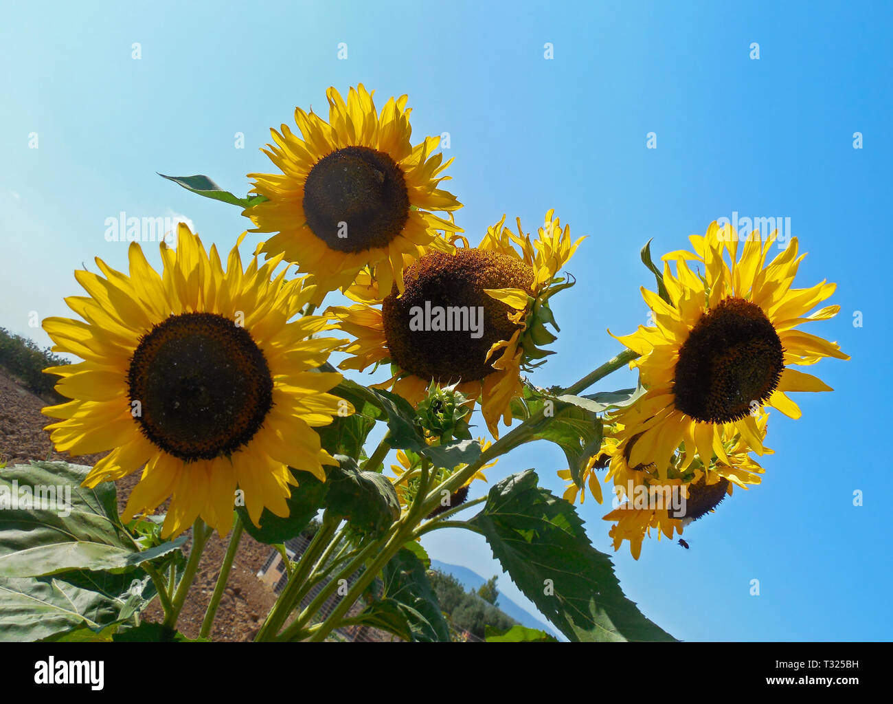 Helios flower hi-res stock photography and images - Alamy