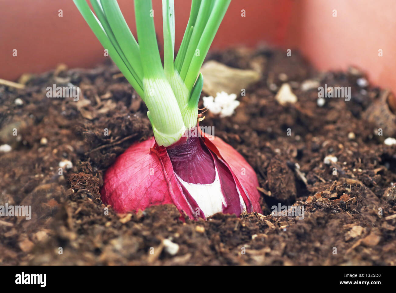 close up of growing onion bulb in the soil - germinated onion with ...