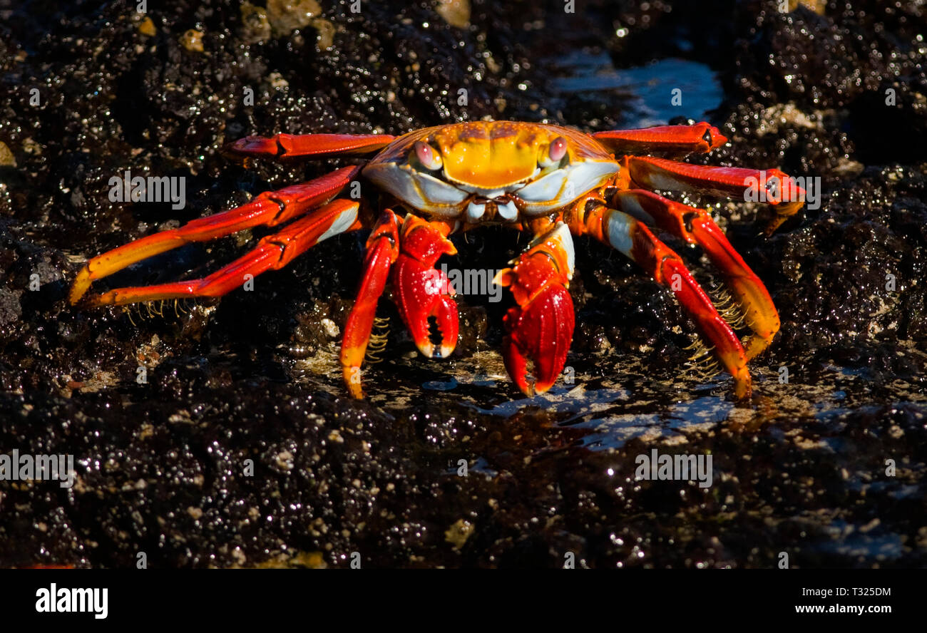 Galapagos snail hi-res stock photography and images - Alamy