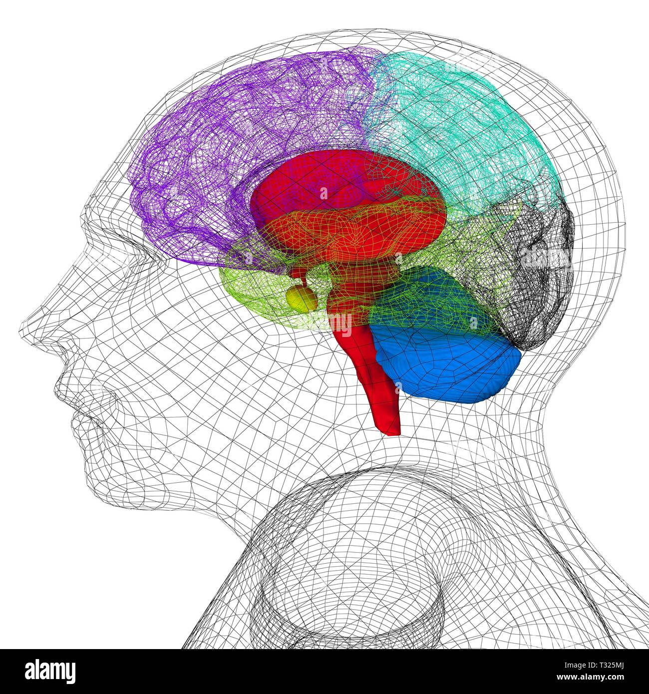 Wire human head model with brain. 3d render Stock Photo - Alamy