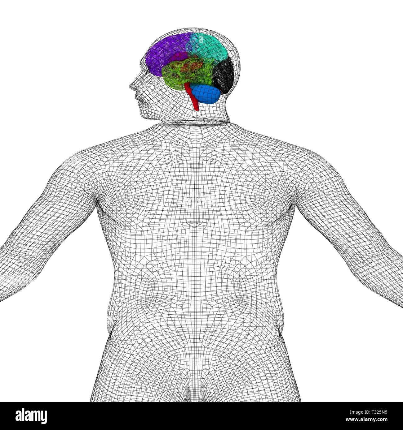 Wire human model with brain. 3d render Stock Photo - Alamy