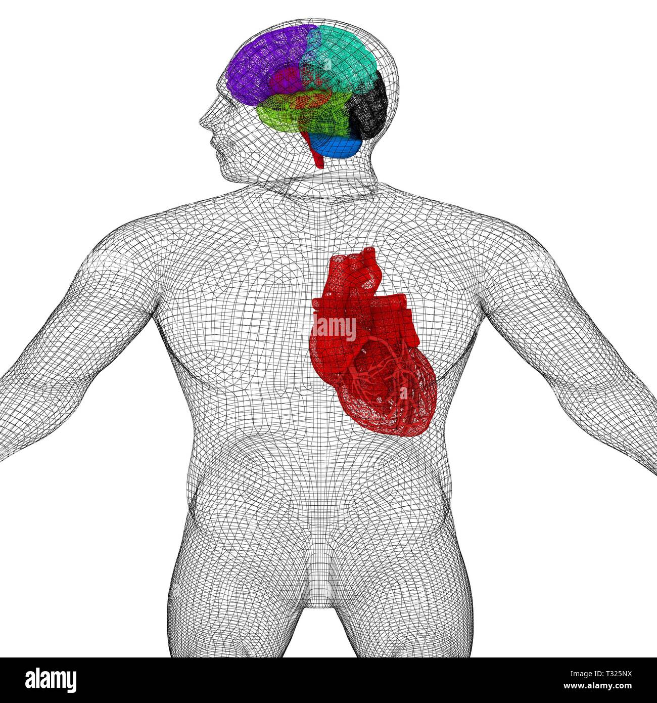 Wire human body model with heart and brain in x-ray. 3d render Stock ...