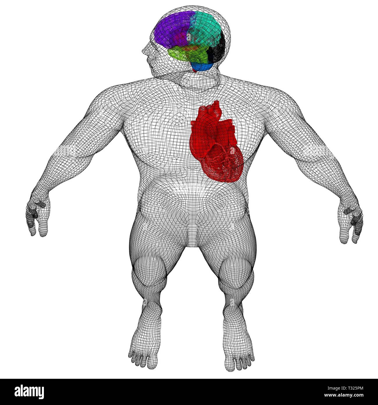 Wire human body model with heart and brain in x-ray. 3d render Stock ...