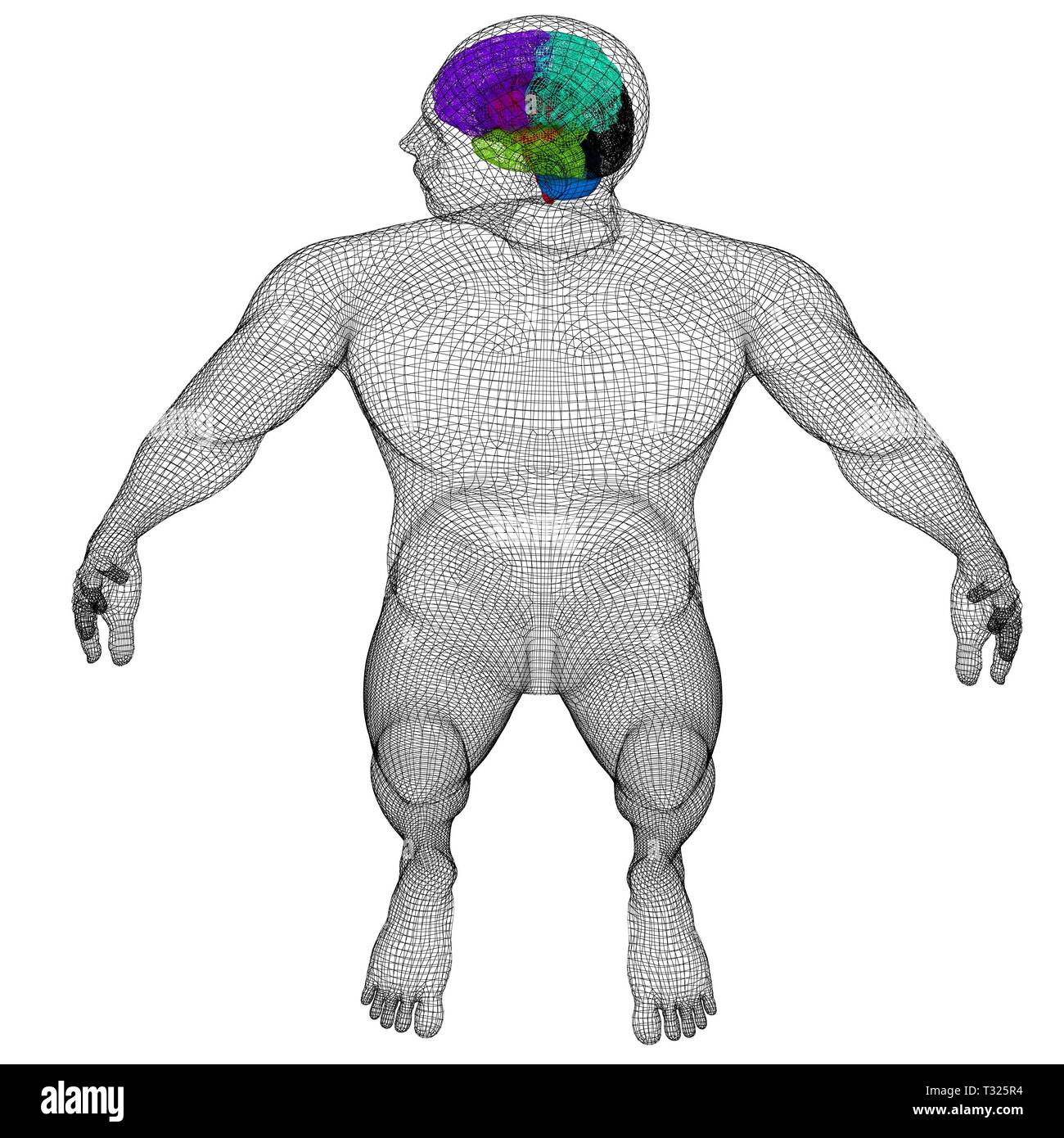 Wire human model with brain. 3d render Stock Photo - Alamy